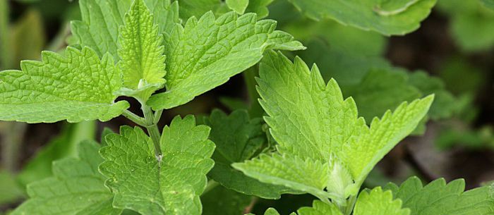 What Is Catnip and Why Is It Good For Cats? - Care.com Resources