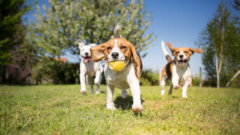 How much does dog boarding cost? What to expect and why it varies ... How much does dog boarding cost? What to expect and why it varies ...
